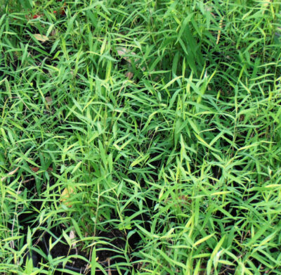 Bamboo Clumping Species - Bamboo Australia