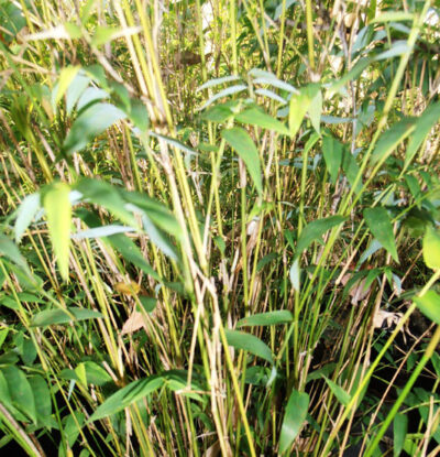 Bamboo Clumping Species - Bamboo Australia