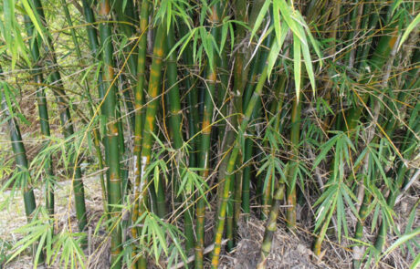 Bamboo Clumping Species - Bamboo Australia