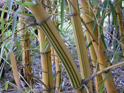 Bamboo Clumping Species - Bamboo Australia