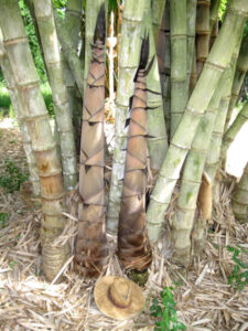 Bamboo Clumping Species - Bamboo Australia