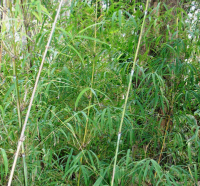 Himalayan weeping bamboo - Bamboo Australia