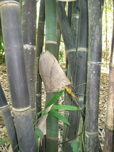 Java black bamboo - Bamboo Australia