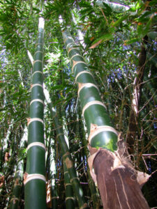 Bamboo Clumping Species - Bamboo Australia | Sunshine Coast