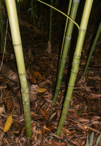 Bamboo Running Species - Bamboo Australia
