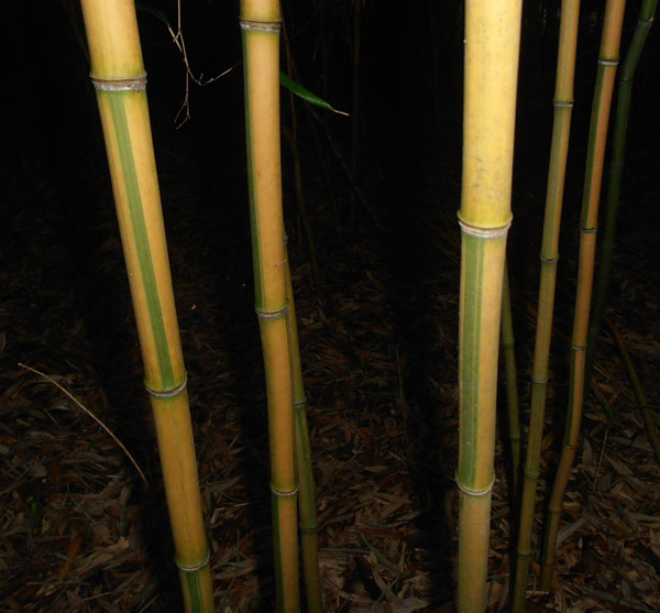 Bamboo Running Species - Bamboo Australia | Sunshine Coast