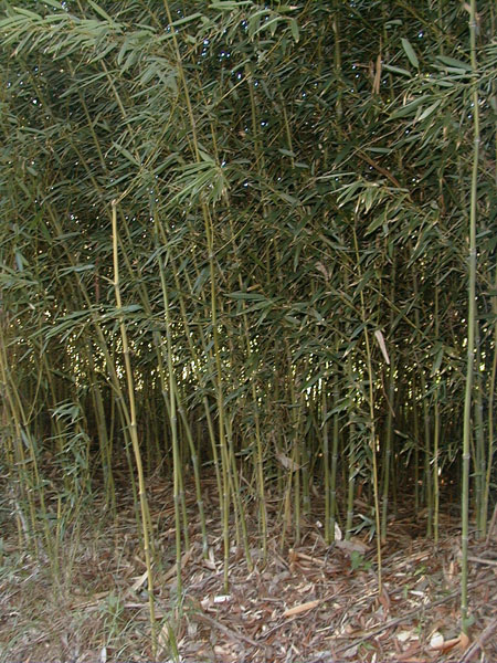 Bamboo Running Species - Bamboo Australia | Sunshine Coast