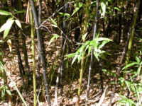 Bamboo Running Species - Bamboo Australia
