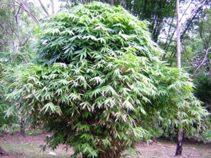 Murray Island bamboo - Bamboo Australia