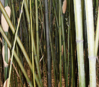 Bamboo Running Species - Bamboo Australia