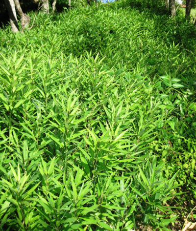 Bamboo Running Species - Bamboo Australia